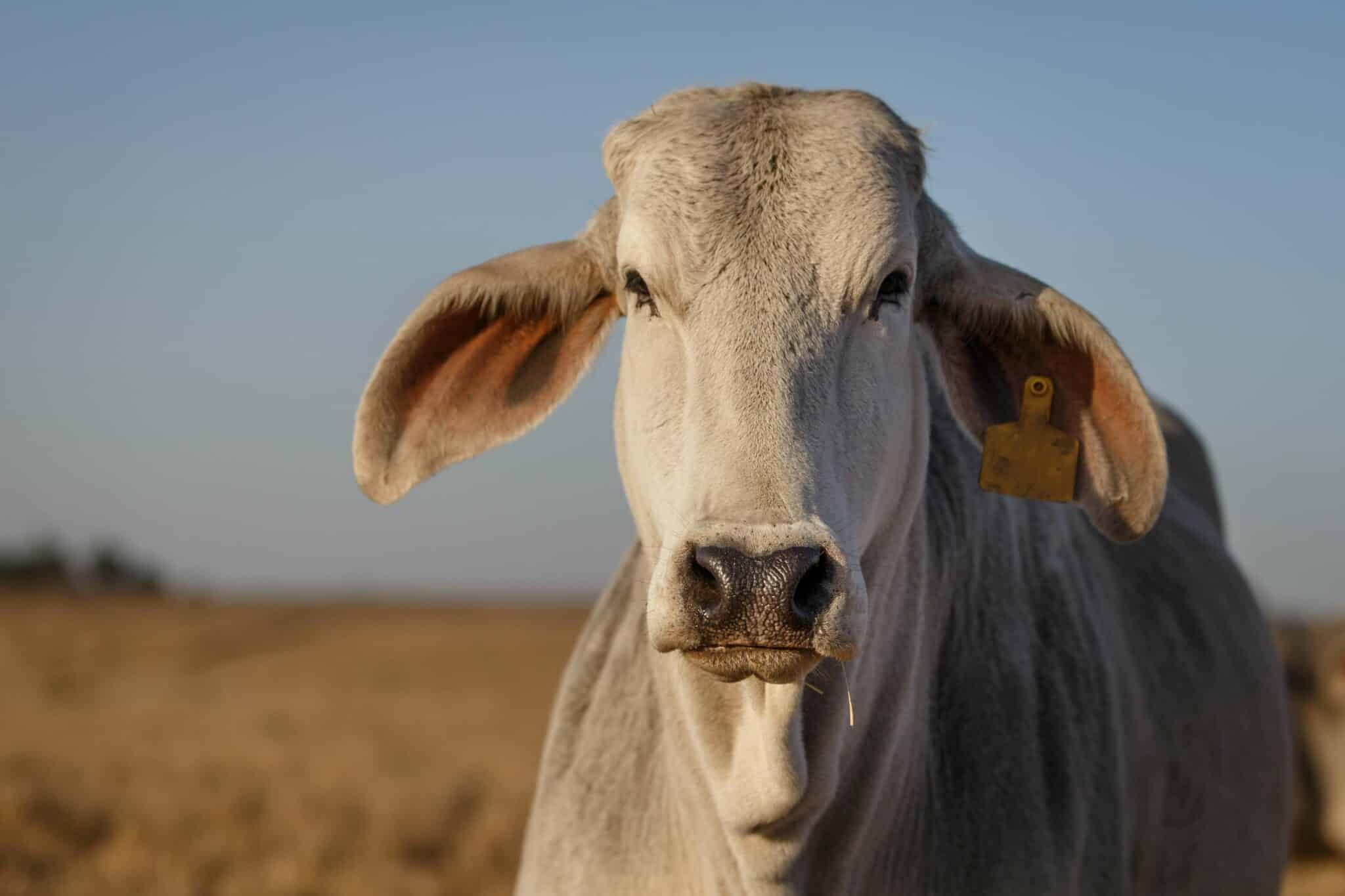Livestock Services - Shiner Animal Hospital.